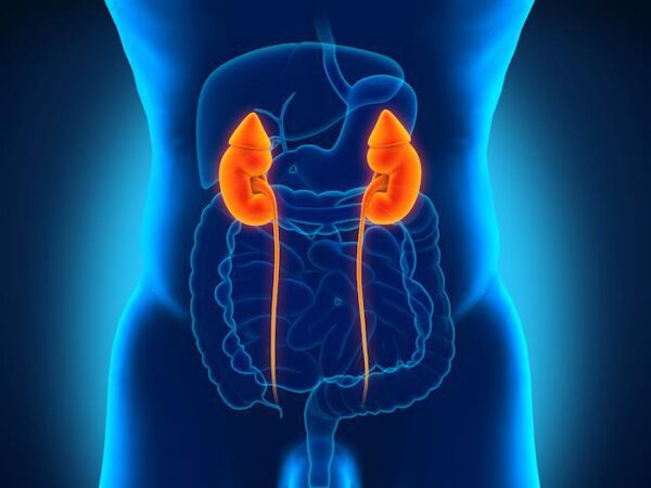 What Happens When Your Kidneys Fail? - Rockland Thoracic & Vascular ...